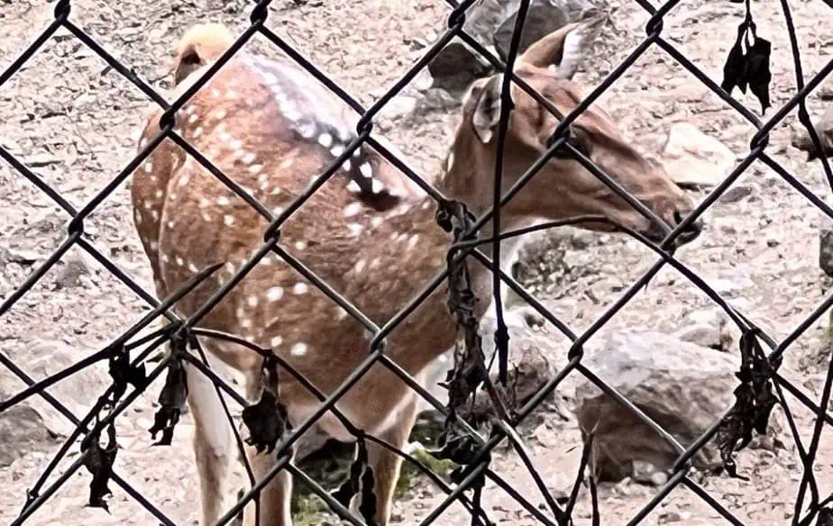 Rajiv Gandhi Zoological Park in Pune: What to Expect